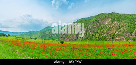 Poppy field in Caucasus mountains Stock Photo - Alamy