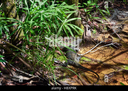 Water Monitor lizard in Sarawak Borneo river Stock Photo - Alamy