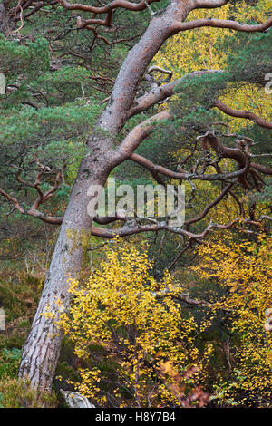 Native Scots Pine Trees, Wester Ross Stock Photo - Alamy