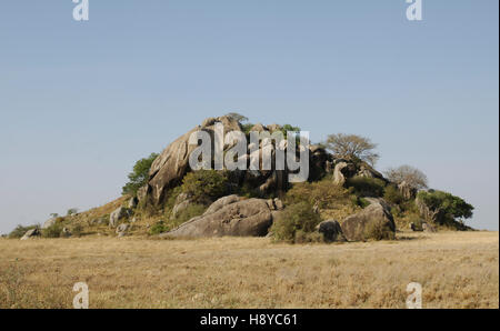 TANZANIA, SERENGETI, KOPJE (ROCK FORMATION), AGAMA LIZARD, MALE Stock ...