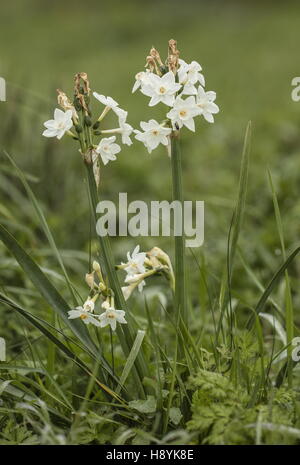 Bunch flowered daffodil Narcissus tazetta variety Avalanche. Europe ...