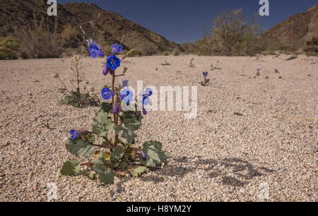 California bluebell, desert bluebell, or desertbells, Phacelia Stock ...