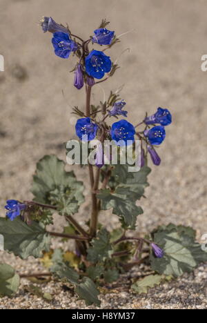 Desert Bluebell Phacelia campanularia Joshua Tree National Park ...