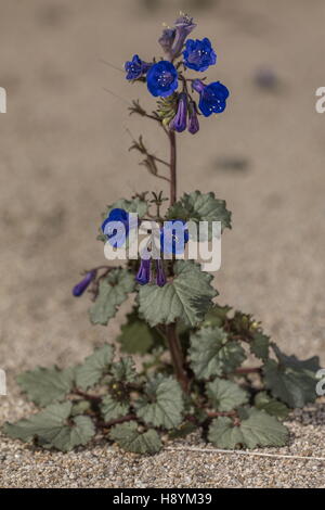 Desert Bluebell Phacelia campanularia Joshua Tree National Park ...