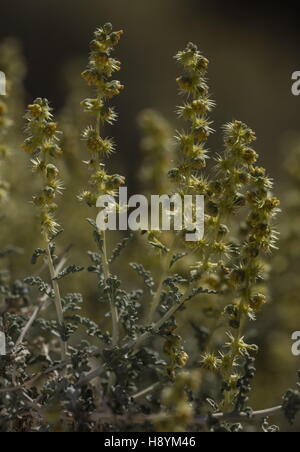 White Bursage or burro-weed, Ambrosia dumosa is a ragweed yellow and ...
