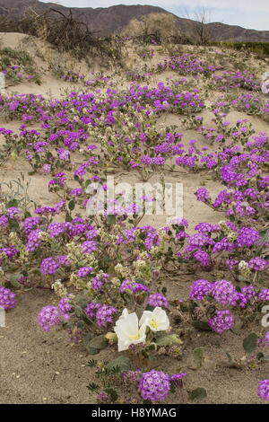 A Hairy Evening Primrose (Oenothera villosa) growing in a back yard in ...
