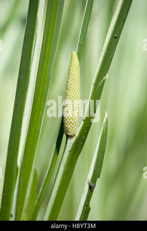 Calamus, Flag Root, Sweet Myrtle (Acorus calamus). Leaves and ...