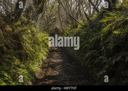 Ancient Sunken Lane - Hell Lane, from North Chideock to Symondsbury ...