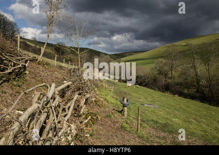 Loscombe Valley Nature Reserve (Dorset Wildlife Trust), West Dorset ...