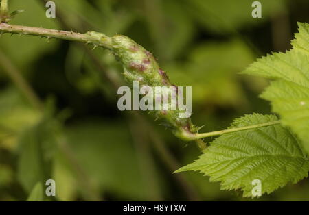 Bramble Stem Gall Wasp (Diastrophus rubi) gall on plant stem, Leighton ...