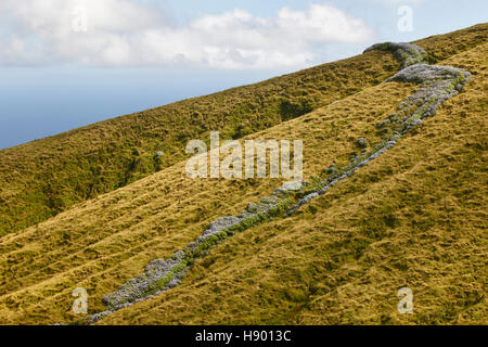 Azores landscape with green meadows and hydrangeas in Faial island ...