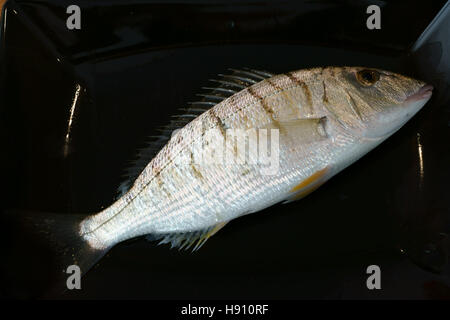 Mormoras Lithognatus mormyrus mormora pesce fish food raw bio mare ...