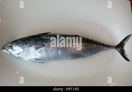 bonito, fish, food, sarda, seafish, seafood, tuna, sarde, pescato ...