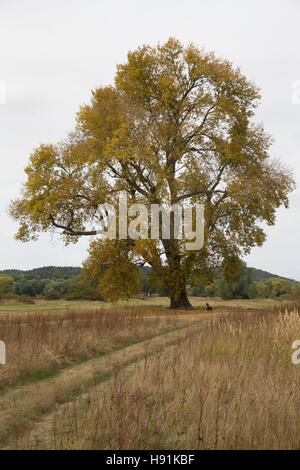 Schwarz-Pappel, Schwarzpappel, im Herbst, Herbstlaub, Herbstverfärbung ...