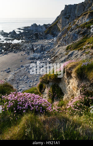 The beach and cliffs at Rockham Bay, Mortehoe, Devon, England Stock ...