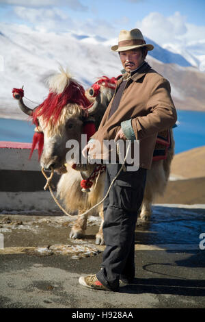 Man with decorated yak at Yamdrok Tso lake Kamba La pass Tibet China Stock Photo - Alamy