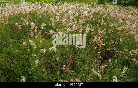 flower of grass is swaying in the wind in summertime, countryside of ...