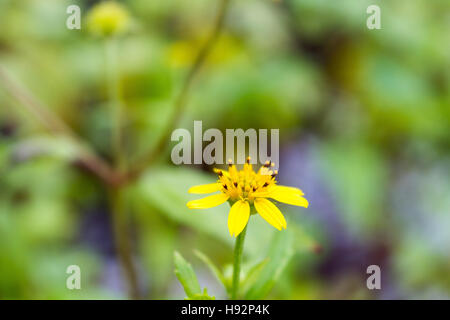 Creeping Daisy or Climbing Wedelia or Wedelia trilobata or Asteraceae ...