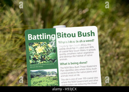 Invasive to Australia, South African Bitou Bush with fruit and flower ...