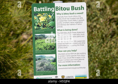 Invasive to Australia, South African Bitou Bush in flower Stock Photo ...