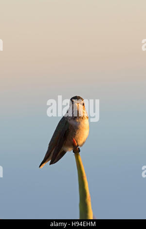 Hummingbird at Laguna Beach park during sunset Stock Photo - Alamy