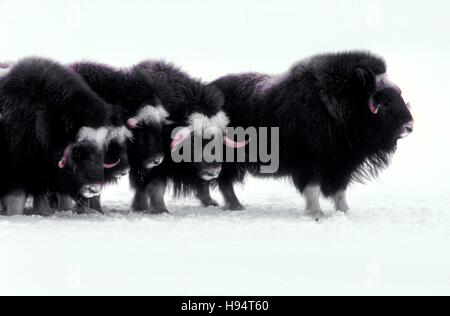 Musk-ox cows & calves in a defensive lineup during Winter on the Seward ...