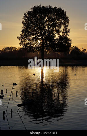 Bushy park golden sunrise on the first day of December Stock Photo - Alamy
