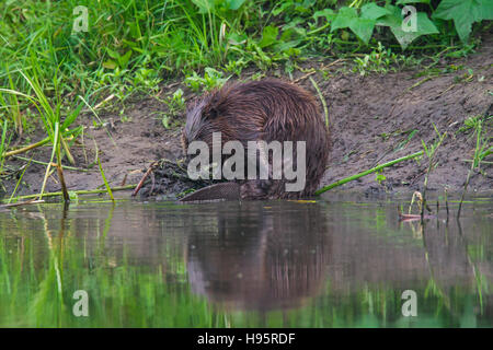 European Beaver (Castor fiber). Grooming. 'Combing' under arm fur with ...