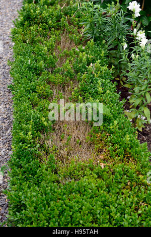 Buxus (box hedge) damaged by box blight (Cylindrocladium buxicola Stock ...