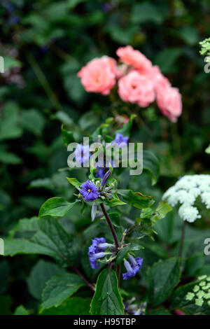 China Purple Tube Clematis (Clematis heracleifolia Stock Photo - Alamy