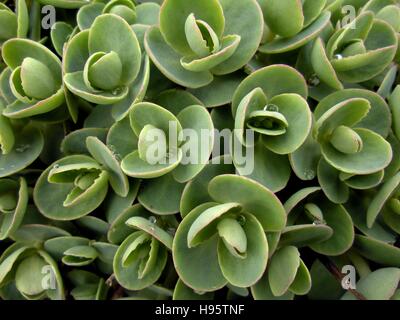 Sempervium growing on the Khortitsa island in Zaporizhzhia, Ukraine ...
