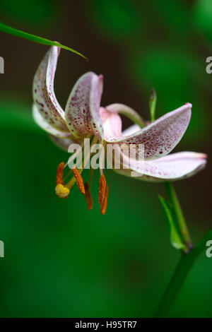 Lilium martagon 'Pink Morning' Turk's Cap Lily ferns Lilies Stock Photo ...