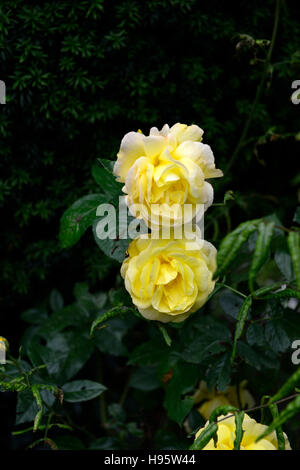 rosa chinatown yellow Floribunda rose flower flowers flowering double ...