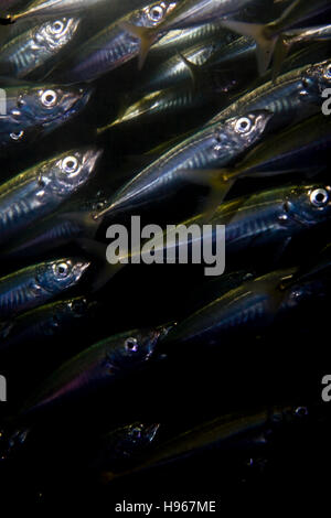 School of Jack Mackerel (Trachurus symmetricus) around the sun Stock ...