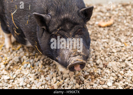Lonely pig in farm. It is staring in camera Stock Photo: 126151321 - Alamy