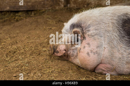 Lonely pig in farm. It is staring in camera Stock Photo - Alamy