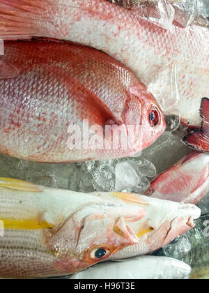 Close up of fresh fish John's Snapper, golden snapper or local called ...