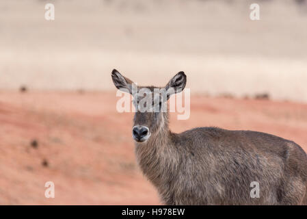 Head and shoulders shot of a female Waterbuck Stock Photo - Alamy