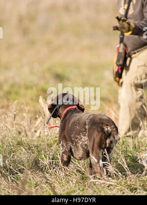 A German Shorthair Pointer out training Stock Photo - Alamy