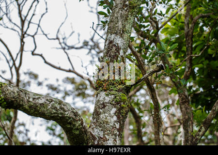 parasite plant living on trees Stock Photo - Alamy