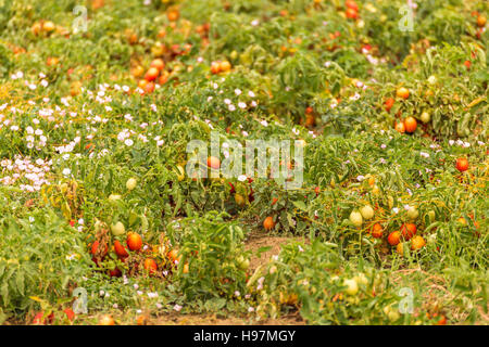 details of ripe tomato fields Stock Photo - Alamy