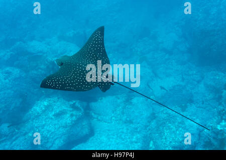 Spotted eagle ray, Malpelo Island, Colombia, East Pacific Ocean Stock ...
