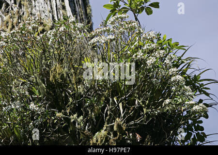 Tree daisy Olearia spp New Zealand Stock Photo - Alamy