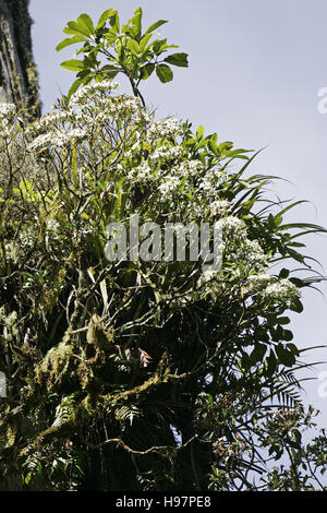 Tree daisy Olearia spp New Zealand Stock Photo - Alamy