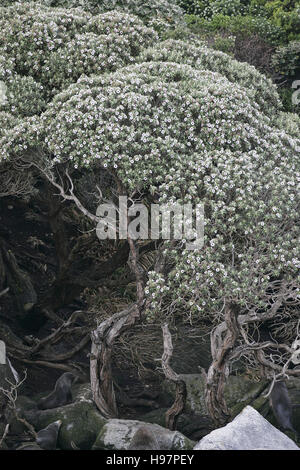 Tree daisy Olearia rani New Zealand Stock Photo - Alamy
