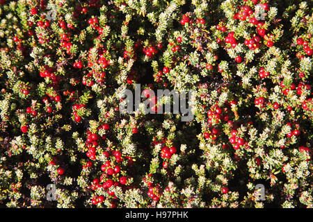 Diddle Dee berry (Empetrum rubrum) of the Falkland Islands, edible ...