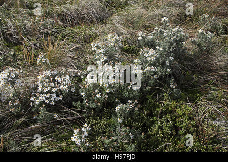 Fachine Chiliotrichum diffusum Falkland Islands Stock Photo - Alamy