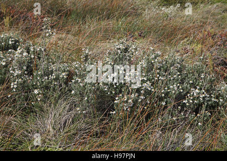 Fachine Chiliotrichum diffusum Falkland Islands Stock Photo - Alamy