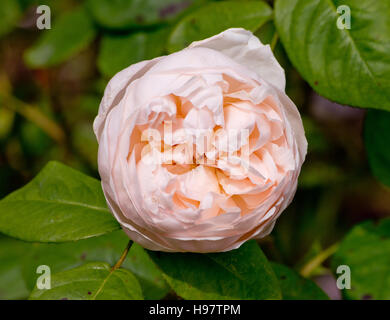 Rosa Saint Cecilia (English rose by : David Austin Stock Photo ...