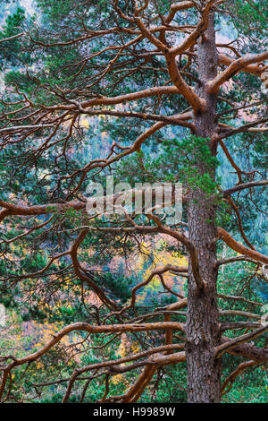 Broadleaf and coniferous forest with pine trees, meadow, pastures and ...